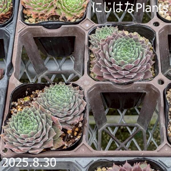 センペルビブム 'バニーガール' | にじはなPlants | SitePromo