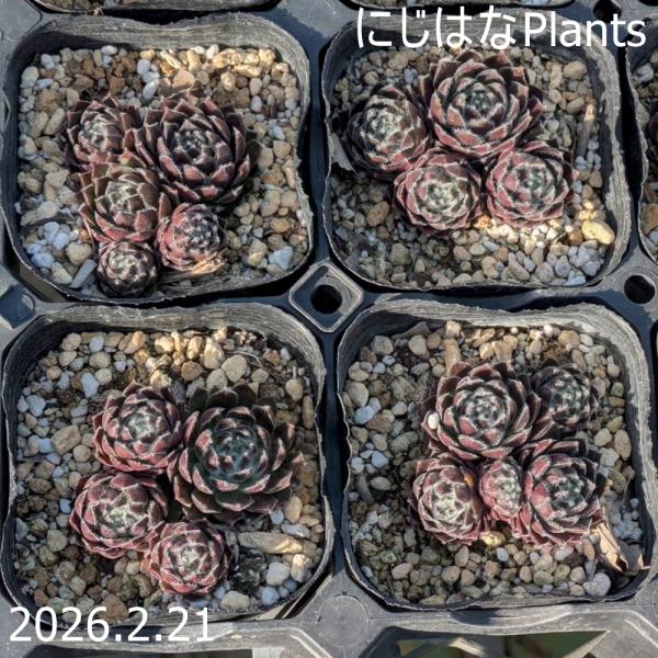 センペルビブム 'ディズニー フェスティバル'Sempervivum 'Disney Festival'Andre Smits/ベルギー/1997年ベンケイソウ科　センペルビブム属耐寒性　強耐暑性　普通高　さ　約5〜10cmヨーロッパ〜西ア...