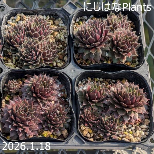 センペルビブム 'ジャンヌダルク'Sempervivum 'Jeanne D'Arc'Andre Smits/ベルギー/1994年ベンケイソウ科　センペルビブム属耐寒性　強耐暑性　普通高　さ　約5〜10cmヨーロッパ〜西アジアの山岳に自生し...