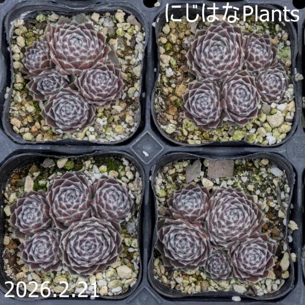 センペルビブム 'シルバー タウ'Sempervivum 'Silver Thaw'Mina Colvin/アメリカ/1973年ベンケイソウ科　センペルビブム属耐寒性　強耐暑性　普通高　さ　約5〜10cmヨーロッパ〜西アジアの山岳に自生し耐...