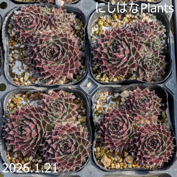 センペルビブム 'ザ ポリス'Sempervivum 'The Police'Andre Smits/ベルギー/1995年ベンケイソウ科　センペルビブム属耐寒性　強耐暑性　普通高　さ　約5〜10cmヨーロッパ〜西アジアの山岳に自生し耐寒性、...