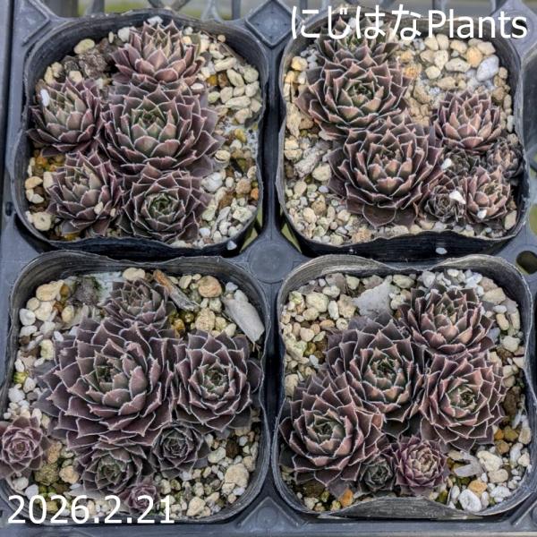 センペルビブム 'ヌーボー パステル'Sempervivum 'Nouveau Pastel'Nicholas Moore/イギリス/1956年ベンケイソウ科　センペルビブム属耐寒性　強耐暑性　普通高　さ　約5〜10cmヨーロッパ〜西アジア...