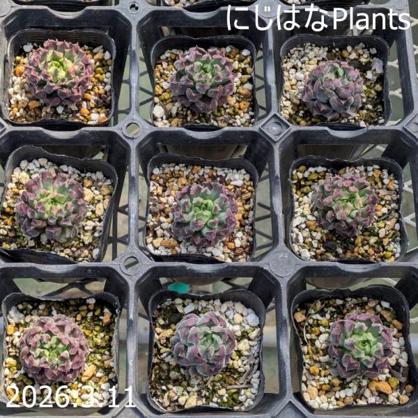 'フェイム'のモンスト品種です。ゆっくり成長しますが、大きくなると存在感が増します。先祖返りの子株も出ますが、その株を育てるとまたモンストが出てきます。（画像３枚目）7.5cmポットになります。センペルビブム 'フェイム モンストローサ'＝...