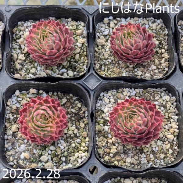 子株を良く吹く斑入り品種です。冬の紅葉もとてもきれいです。センペルビブム 'シトラス サンライズ'Sempervivum 'Citrus Sunrise'2019年ベンケイソウ科　センペルビブム属耐寒性　強耐暑性　普通高　さ　約5〜10cm...