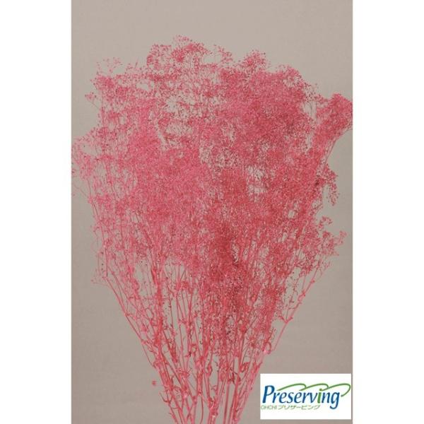 品種　　大地農園　ソフトミニカスミ草カラー　ワイン数量　　2ｇ＝定形外郵便発送可能商品＝（商品の追跡や紛失時の補償はございません。また、梱包後の重量を想定して送料を算出しております。その為、実際の送料と差額が発生しましてもご返金は致しかねま...