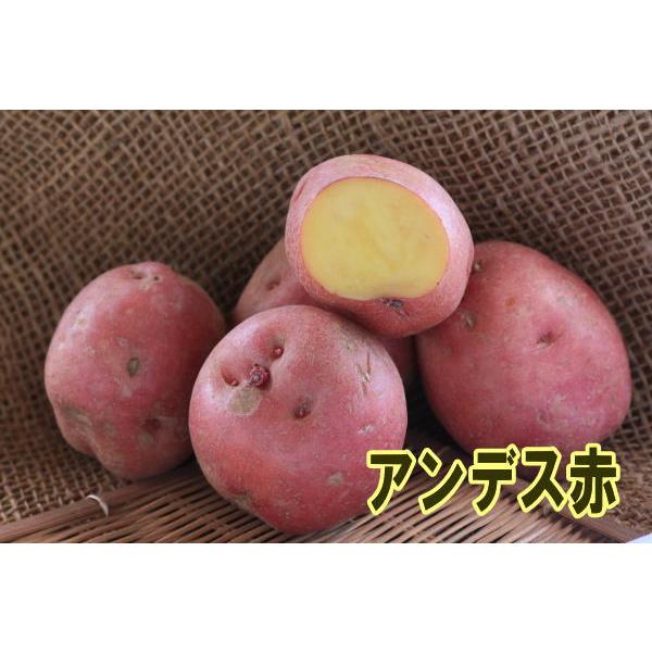 春秋二期作が可能な赤皮の品種。