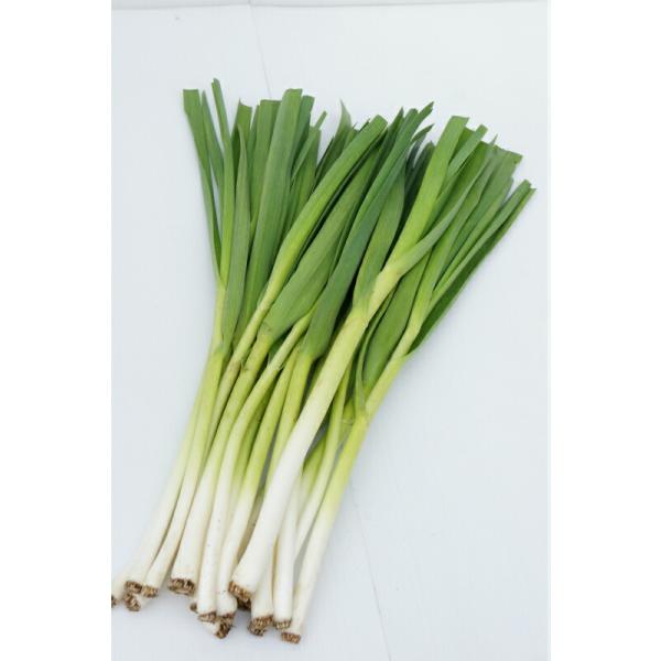 早生種で、葉を食べる専用種です。葉、茎とも柔らかく、葉幅が広く、食味が良いので鍋物や炒め物、焼いてなど調理の種類が豊富です。高知県では葉にんにくが栽培されており、葉にんにくを刻んですりつぶし、酢、砂糖、味噌などと合わせた「ぬた」はブリの刺身...