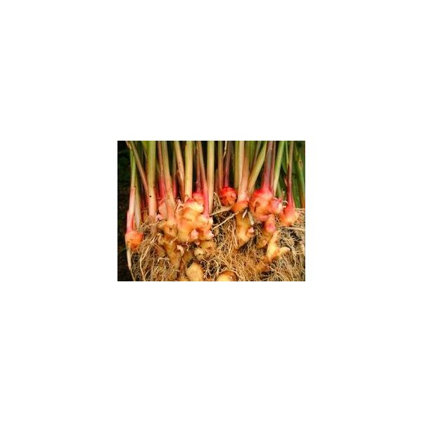 【発売日：2019年03月20日】ジンゲロールが普通ののショウガの約4倍といわれています。大しょうがと同じような利用が出来ます。