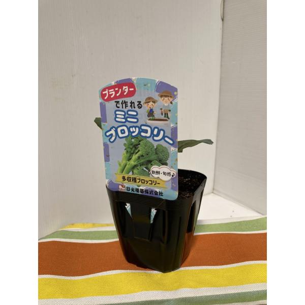 【発売日：2020年03月25日】最初のつぼみを500円玉くらいの大きさで収穫すれば、一口サイズのミニブロッコリーがたくさん収穫できます。プランターで作れるの苗,ぷらんたーで作れるの苗,プランターデ作レルの苗,ミニブロッコリー」の苗,みにぶ...