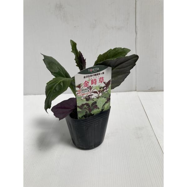 【発売日：2020年04月15日】葉の裏側の赤紫色が特徴的。夏場の滋養強壮に…おひたし等に最適です。