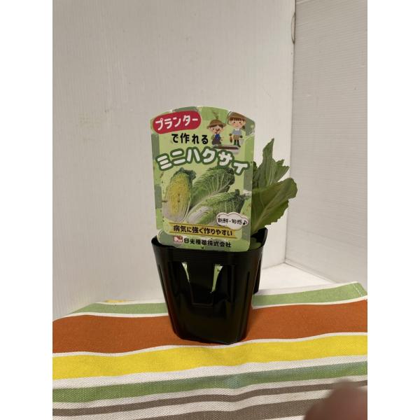 【発売日：2020年03月25日】病気に強く、品質抜群の黄芯系ミニ白菜！球重約1kgの円筒形で、外葉は濃緑、内部は美しい黄色。しっかりとした尻張りが特徴で、安心して栽培できます。プランターで作れるの苗,ぷらんたーで作れるの苗,プランターデ作...