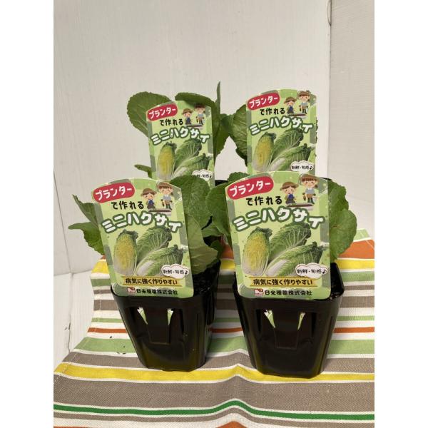 【発売日：2020年03月25日】病気に強く、品質抜群の黄芯系ミニ白菜！球重約1kgの円筒形で、外葉は濃緑、内部は美しい黄色。しっかりとした尻張りが特徴で、安心して栽培できます。プランターで作れるの苗,ぷらんたーで作れるの苗,プランターデ作...