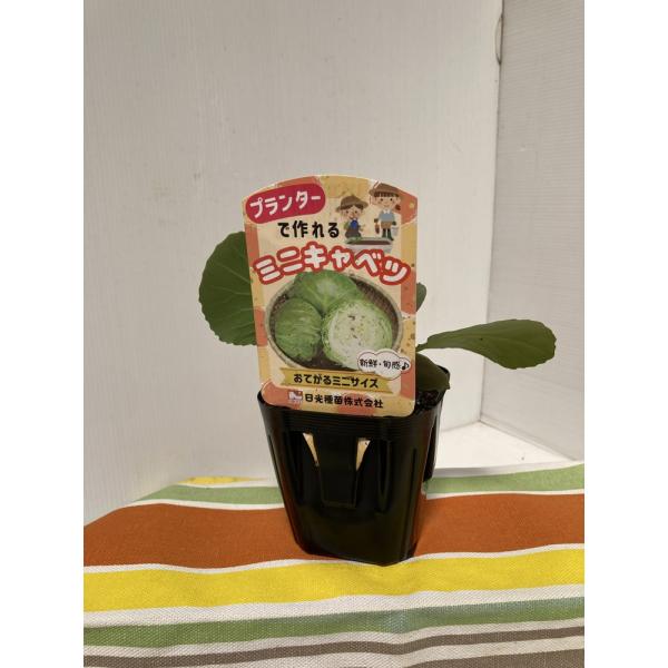 【発売日：2020年03月25日】球重500gのおてがるサイズミニキャベツ！植え付けから45日程度で収穫できます。プランターで作れるの苗,ぷらんたーで作れるの苗,プランターデ作レルの苗,ミニキャベツ」の苗,みにきゃべつ」の苗