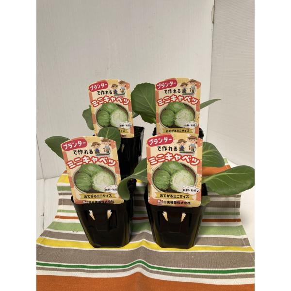 【発売日：2020年03月25日】球重500gのおてがるサイズミニキャベツ！植え付けから45日程度で収穫できます。プランターで作れるの苗,ぷらんたーで作れるの苗,プランターデ作レルの苗,ミニキャベツ」の苗,みにきゃべつ」の苗