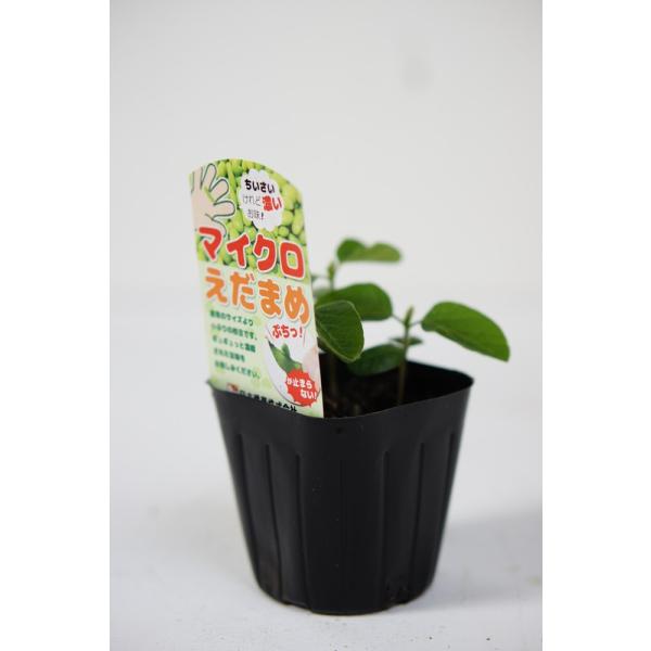 【発売日：2020年03月25日】豆は小さいながら旨味と甘味が濃く、塩ゆでにすると香り高く味わい深い。草姿はやや立性でコンパクト。プランターやベランダでも育てやすく、家庭菜園初心者にもすすめ。酒肴・惣菜・料理の彩りなど、小粒だが可能性は無限...