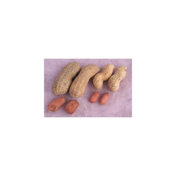 【発売日：2020年05月13日】超大粒で、強い甘味があり、食味に優れ、”ゆで落花生”としても楽しめます。『男の野菜』の強力なメンバーでもあります。