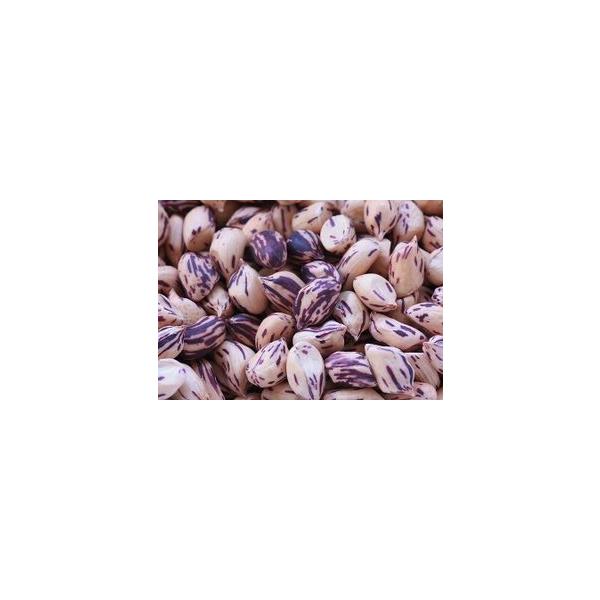 【発売日：2020年05月13日】甘みが強く、カリッと食感が美味しい。病気に強く、栽培しやすい落花生。ラッカセイの苗,らっかせいの苗,落花生の苗,Qなっつ（登録品種名：千葉P114号）〈の苗,Qナッツ（登録品種名：千葉P114号）〈の苗,海...