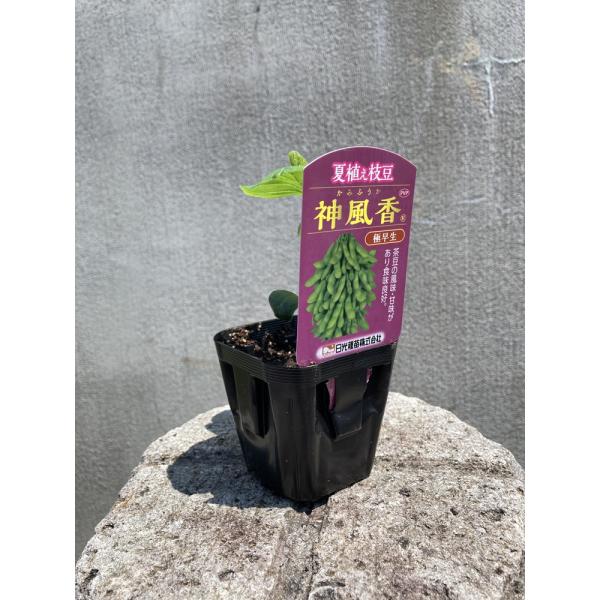 【発売日：2020年03月25日】・小葉で草勢がおとなしく、主茎が短いためコンパクトにまとまる。・大莢で3粒莢の割合が高い。・茶豆の風味・甘味あり食味は良好。