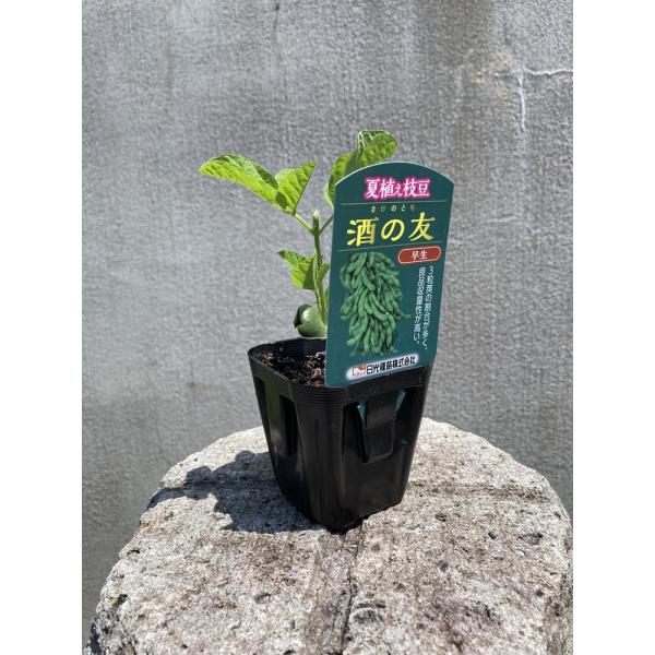 【発売日：2020年03月25日】莢は濃緑色で、白毛で美しく見栄えが良好です。甘みがあり、食味は抜群で、市場性が高い品種です。収量性が高く、3粒莢の割合が多く、秀品率が良好です。