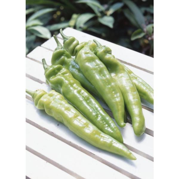 【発売日：2019年04月16日】手のひらサイズのジャンボトウガラシです。肉厚でピリ辛な味が特徴です。炒め物などで大変おいしく食べられます。タネとワタの部分は辛みが強いので取り除いて辛さ調節しましょう。