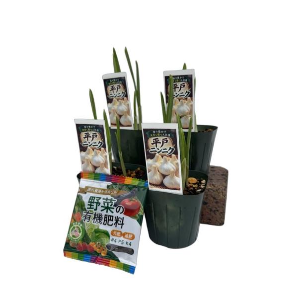 【発売日：2019年11月01日】・温暖な気候でも育ちやすく、家庭菜園でもチャレンジしやすい品種です。・1球あたりの鱗片数は8〜10片程度です。・球の大きさは直径7〜8cm、重さは100〜150gになる大球種です。平戸にんにくの苗,平戸ニン...