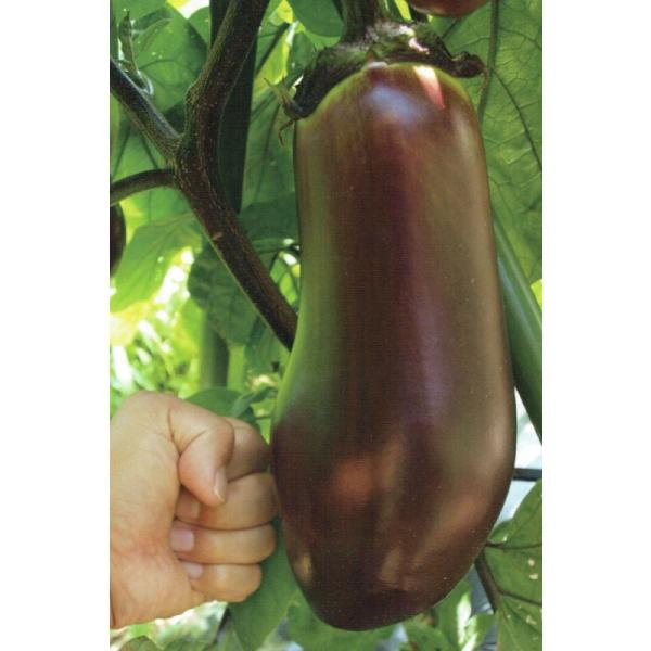 【発売日：2020年04月15日】昭和初期から栽培されていた、天狗伝説のある奥三河津具地域が名前の由来です。現在、愛知県設楽町、東栄町、豊根村で生産されている愛知県伝統野菜です。