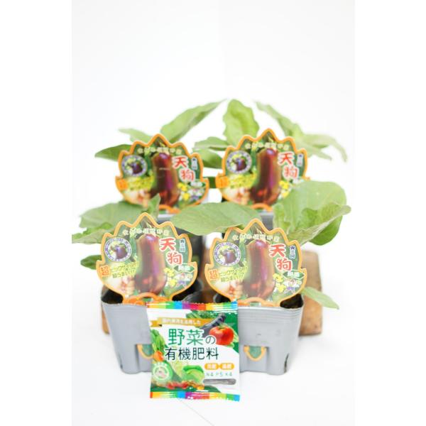 【発売日：2020年04月15日】昭和初期から栽培されていた、天狗伝説のある奥三河津具地域が名前の由来です。現在、愛知県設楽町、東栄町、豊根村で生産されている愛知県伝統野菜です。