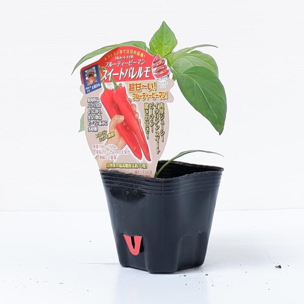 【発売日：2020年04月15日】イタリアンスイートタイプのクサビ型カラーピーマン