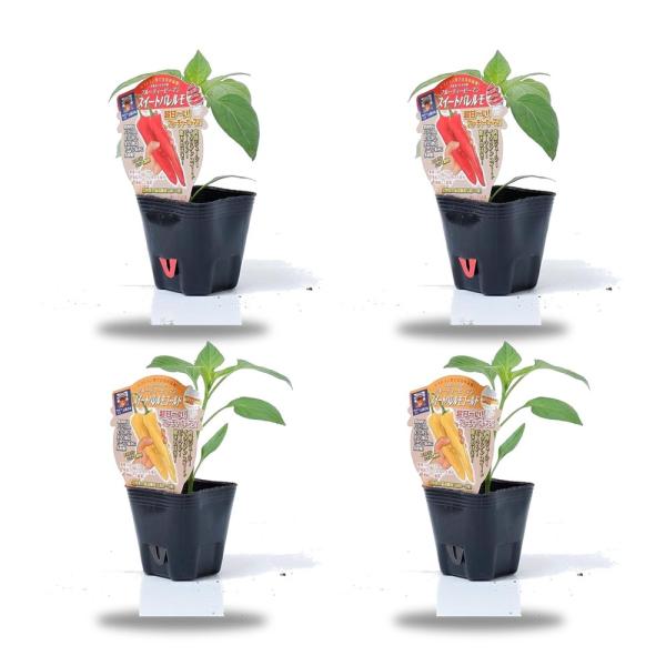 【発売日：2020年04月15日】イタリアンスイートタイプのクサビ型カラーピーマン