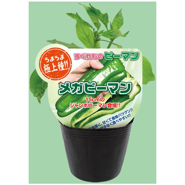 【発売日：2020年03月25日】長果型の大果種で果長15cm〜、果重70g前後で、果肉3〜4mmと厚く甘みがあり食味は良好でタネが少なく食べやすい品種です。樹勢が旺盛で、草丈はやや高く茎も太いです。メガピーマンの苗,めがぴーまんの苗