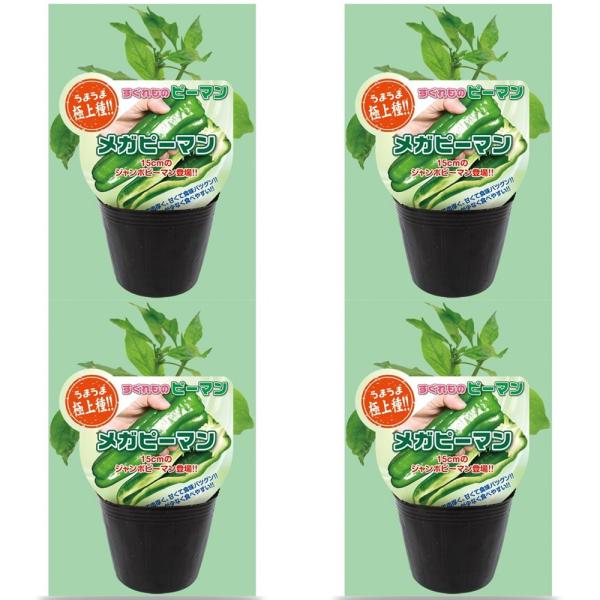 【発売日：2020年03月25日】長果型の大果種で果長15cm〜、果重70g前後で、果肉3〜4mmと厚く甘みがあり食味は良好でタネが少なく食べやすい品種です。樹勢が旺盛で、草丈はやや高く茎も太いです。メガピーマンの苗,めがぴーまんの苗