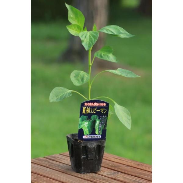 【発売日：2019年06月10日】夏の暑さに負けずに、たくさんの実をつけ、草勢強健で、生育旺盛、作りやすい品種です。肉質は優秀で甘味に富み、サラダ用、油炒め等申し分ありません。