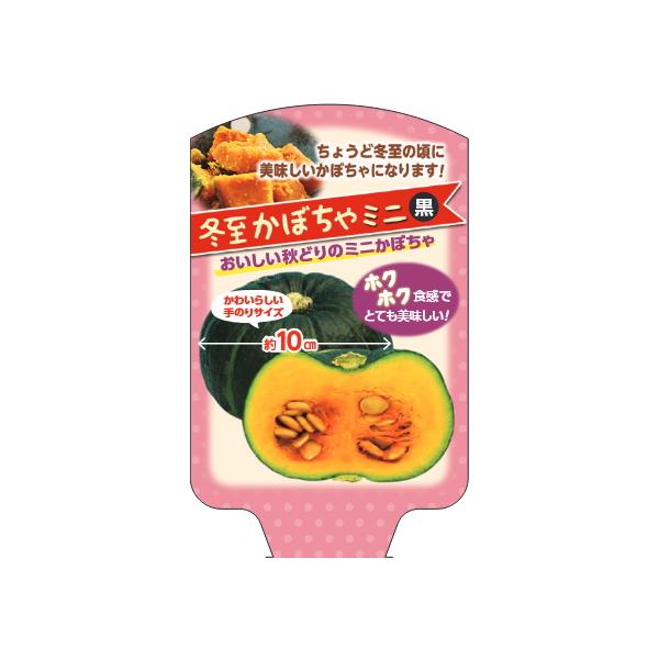 【発売日：2020年03月25日】手のりサイズの直径約10cm、果実は450〜550g前後のミニサイズかぼちや。果皮は濃緑色でちらし斑が入る。ホクホク食感に加え、肉質が緻密でなめらかさもありとても美味しい品種。
