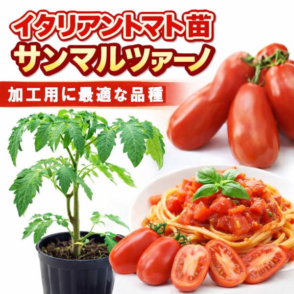 【発売日：2020年04月15日】・中早生の非芯どまりのサンマルツァーノタイプです。・果肉固くジュースと種が少なく貯蔵性に優れ1果重量は100g程度です。・トマトソースなど調理用として人気の品種です。・台木としてはTm-1とTm-2のいずれ...