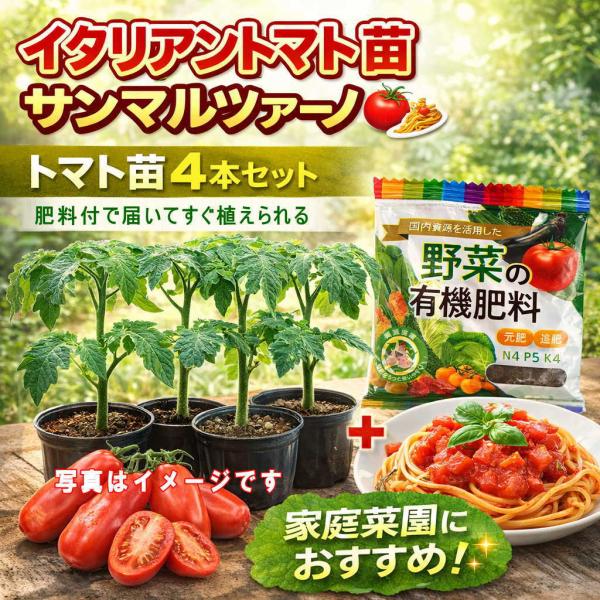 【発売日：2020年04月15日】・中早生の非芯どまりのサンマルツァーノタイプです。・果肉固くジュースと種が少なく貯蔵性に優れ1果重量は100g程度です。・トマトソースなど調理用として人気の品種です。・台木としてはTm-1とTm-2のいずれ...