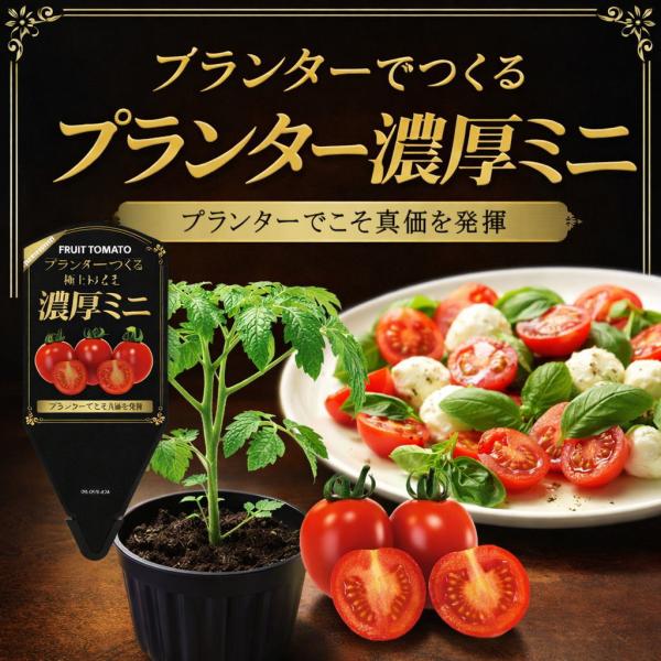【発売日：2020年04月15日】・プランターでつくる極上トマト・平均糖度8〜10度ですが、プランター栽培で12度超えの甘みを引き出せます。・うま味成分(グルタミン酸)の含有量も多く、コクのある美味しさ。・家庭菜園で完熟させることで市販の高...