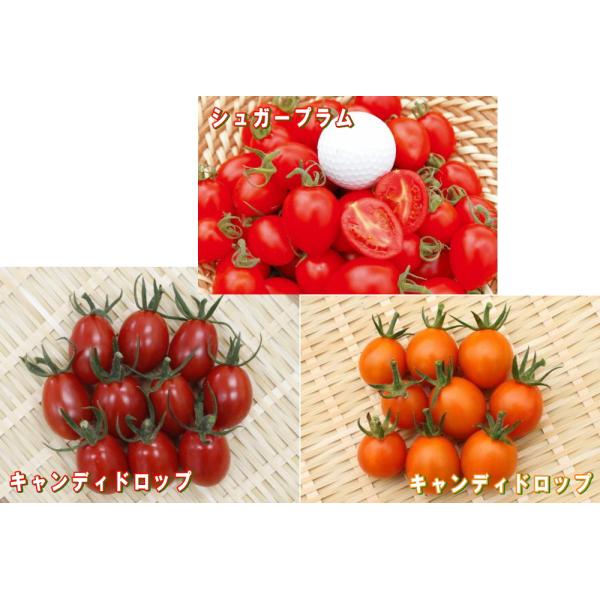 【発売日：2020年04月15日】フルーツのような甘さの高糖度トマト苗セット！jardin（ハルディン）高糖度ミニトマトの苗の苗,jardin（はるでぃん）高糖度みにとまとの苗の苗,jardin（ハルディン）高糖度ミニトマトノ苗の苗,3種セ...