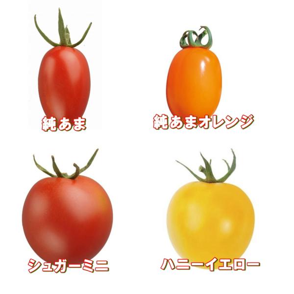 【発売日：2020年04月15日】生食トマトのおいしさを追い求めた「あまさセレクト」です。トマト苗の苗,とまと苗の苗,あまさセレクトセットの苗,あまさせれくとせっとの苗,アマサセレクトセットの苗,純あまの苗,純アマの苗,1本・純あまオレンジ...