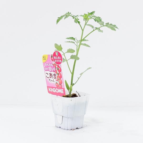【発売日：2020年04月15日】●カゴメ　トマト苗　こあまちゃん房が長くたくさん実がなります。甘さにもこだわった、おいしいミニトマトです