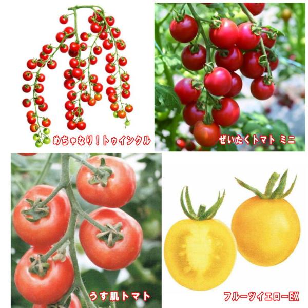 【発売日：2020年04月15日】デルモンテの人気ミニトマトをセットにしました。デルモンテのミニトマト苗セットの苗,でるもんてのみにとまと苗せっとの苗,デルモンテノミニトマト苗セットの苗,めちゃなり!トゥインクルの苗,めちゃなり!とぅいんく...