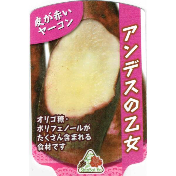 育てやすいイモ類で、食物繊維やオリゴ糖が多く含まれていると言われています。生ではシャリシャリとした触感があり、サラダにも使えます。皮が赤いヤーコンで、オリゴ糖・ポリフェノールがたくさん含まれる食材です。