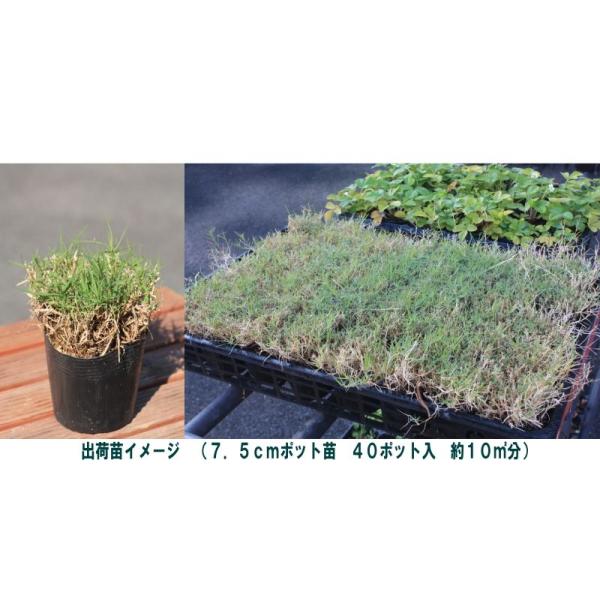 ティフトン４１９は、バミューダグラスとアフリカンバミューダグラスの交配種。擦り切れなどで痛んでも回復が早く、多くの運動場や公園などで利用されております。