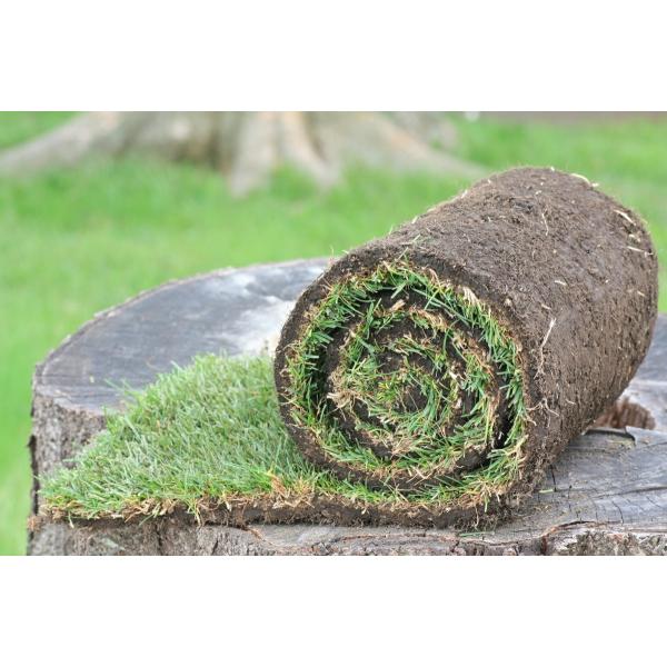 西洋芝を代表する芝生であるケンタッキーブルーグラスの単一品種ソッドです。株式会社那須ナーセリーでは、その中から矮性で耐暑性・耐病性が高く、濃緑色で葉色の美しい品種を採用しています。ゴルフコースのティグラウンドやカラー周り、競技場や公園、屋外...