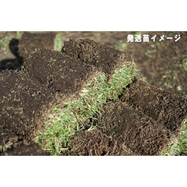 【発売日：2020年03月25日】草丈が低く、旺盛なほふく茎でよく広がる。定植後は雑草抑制の効果がある。初期生育は遅い。水田のあぜ草や果樹園の下草として最適な品種。センチピードグラスの苗,せんちぴーどぐらすの苗,ティフブレアの苗,てぃふぶれあの苗