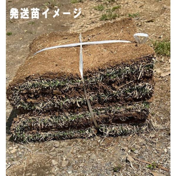 【発売日：2020年03月25日】・ランナーは野芝よりも一回り太く、節間は2/3程度とつまっていますので、根の活着がよく、密で丈夫なマットが形成されます。・踏まれても傷み具合が少なく、運動量の多い学校の校庭や公園に適しています。・野芝に比べ...