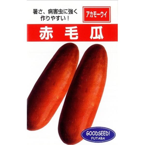 沖縄特有の瓜類。暑さや病害虫に強く作りやすい。外見と違い果肉は白色で味は淡泊。歯ざわりがよく漬物、炒めものに利用する。