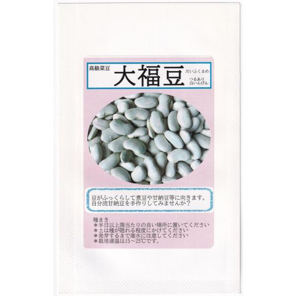 豆がふっくらして煮豆や甘納豆等に向きます。自分流甘納豆を手作りしてみませんか?つるあり白いんげんの種子,つるあり白いんげんのタネ,ツルアリ白インゲンの種子,ツルアリ白インゲンのタネ,大福豆の種子,大福豆のタネ