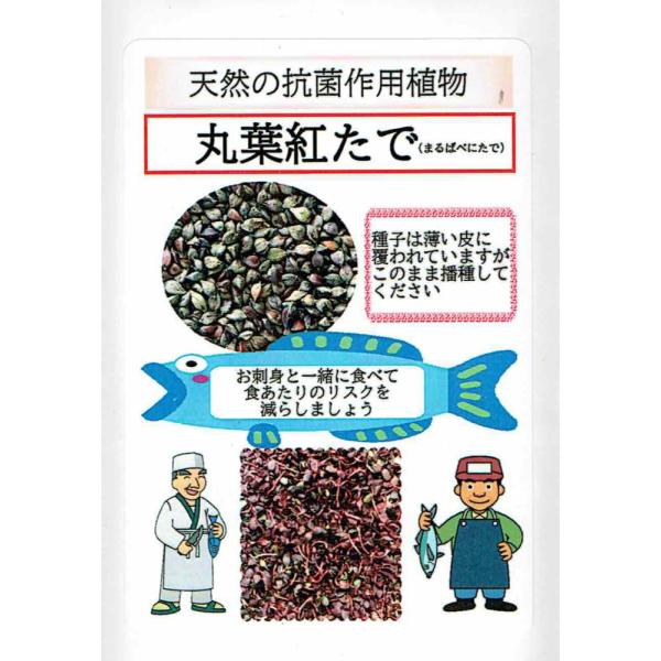 香辛料や刺身のツマとして古くから親しまれてきた高級食材。「蓼食う虫も好き好き」という諺はタデの葉の強烈な辛味から来ています。本葉の出る前の幼芽を利用します。