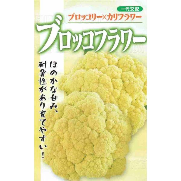 ブロッコリーとカリフラワーの交雑で生まれた新しい野菜。花蕾の色は黄緑色で質感はカリフラワーに似る。生食にした場合、甘みがあり食味がとても良い。<br>栽培適温22〜30℃と耐暑性があり、定植後50日で約500gになる極早生種。