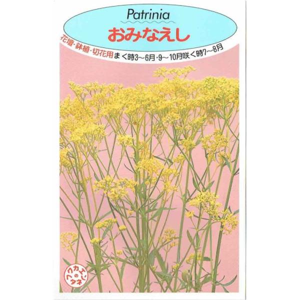 秋の七草の1つで、山野でよく見かける宿根草。庭の片隅にうえて、野趣を楽しむには好適です。